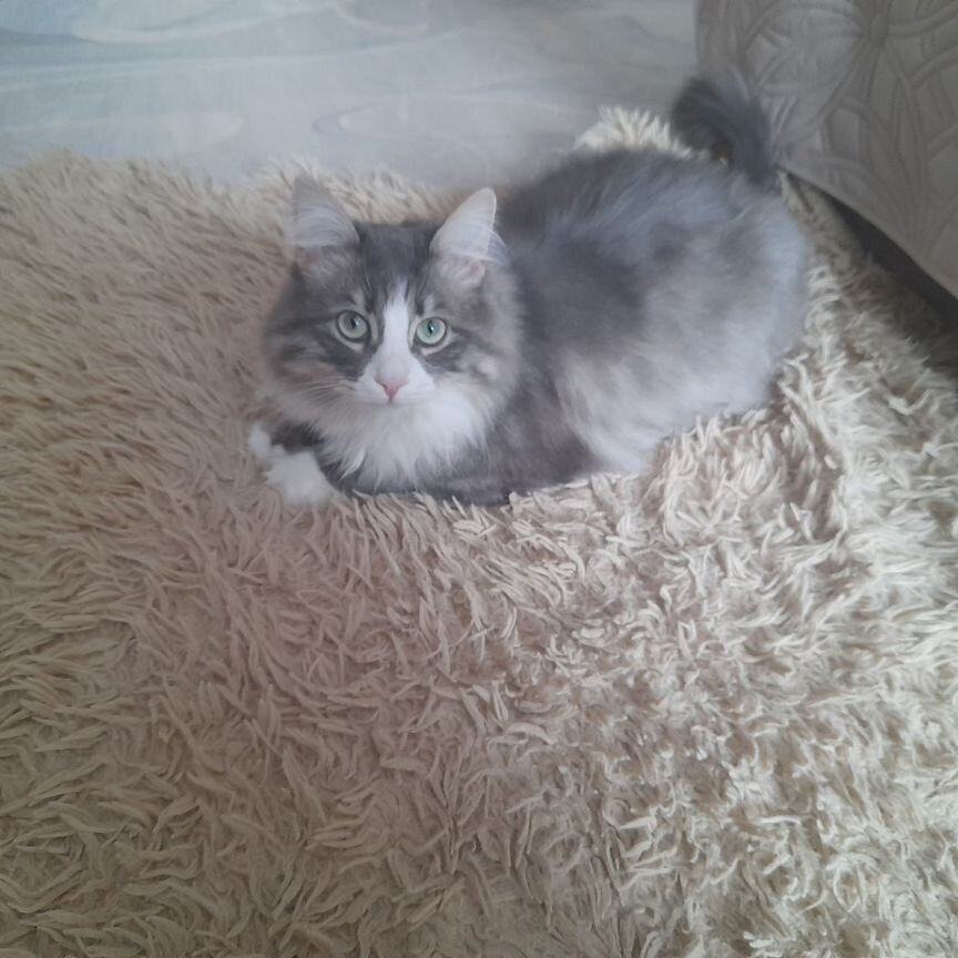 Кот кастрированный, без когтей