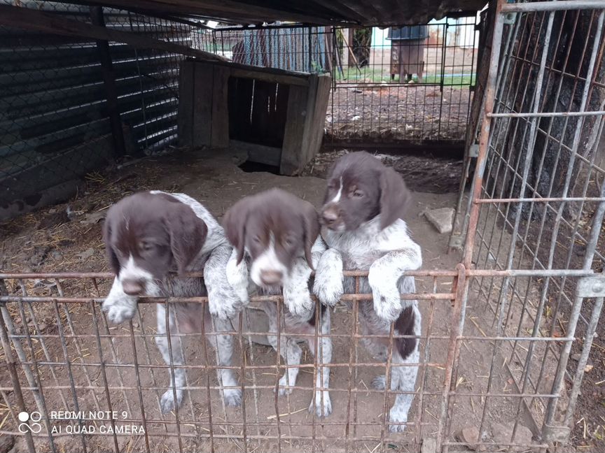 Собака