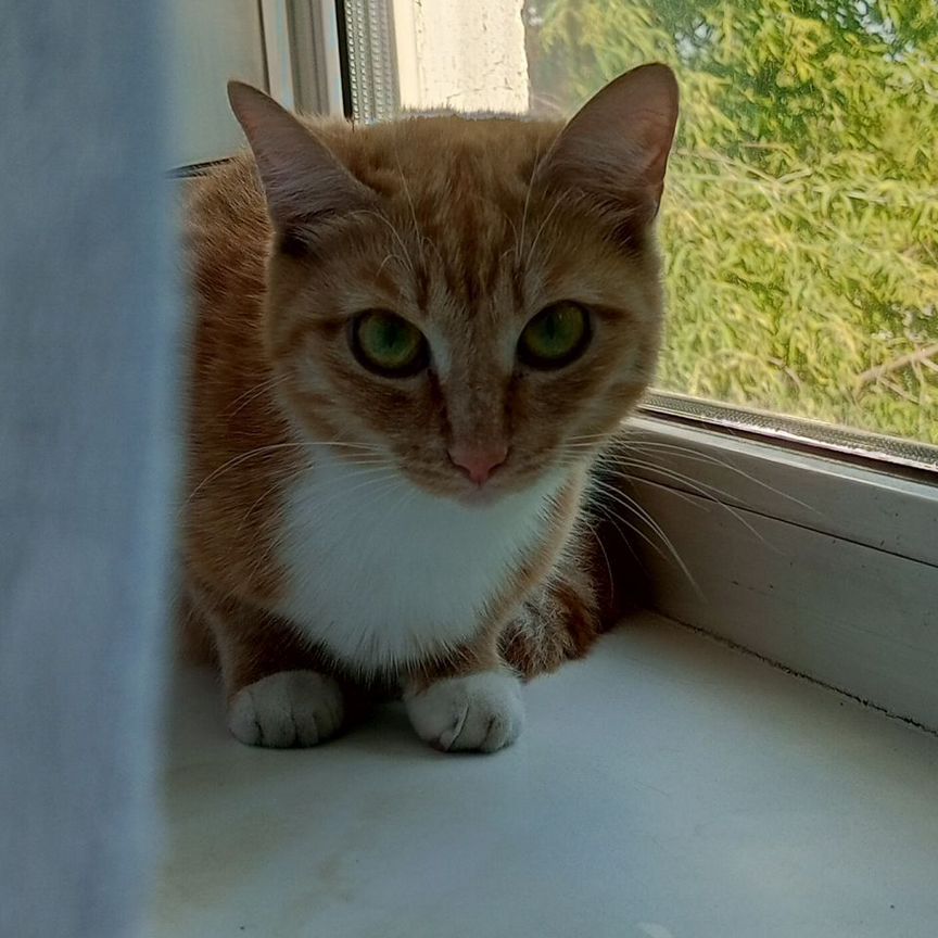 Отдаю в хорошие руки