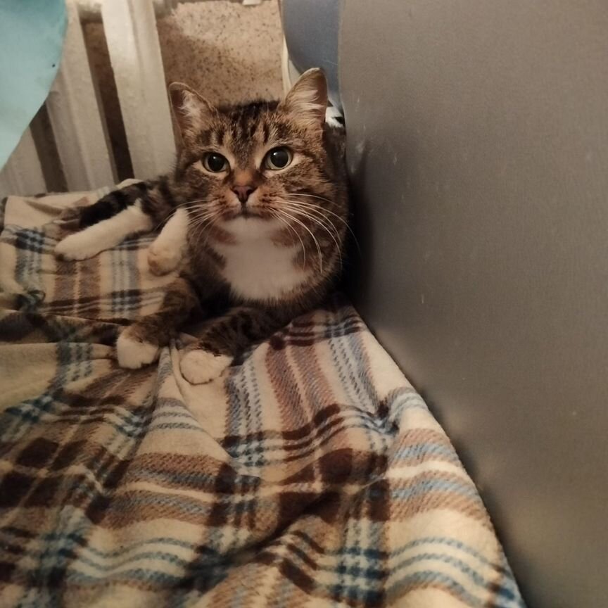 В добрые руки