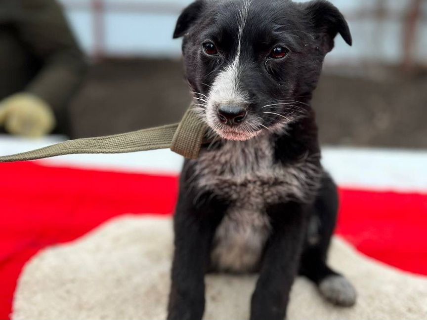 Щенок Зефирка