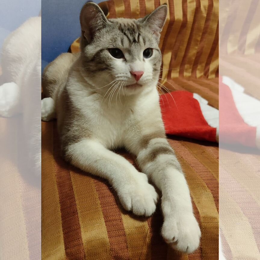 Тайский, взрослый кот