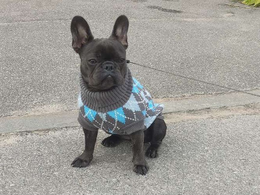 Одежда для собак