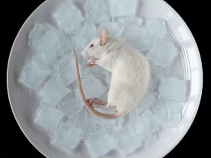 Крыса замороженная (Разные размеры)