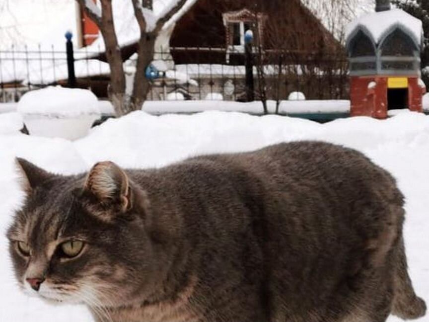Кот-компаньон