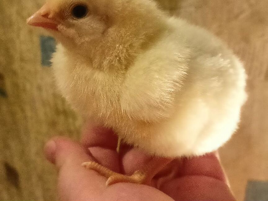 Цыпленок бролер