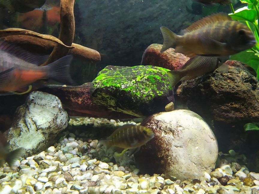 Трофеус Молиро (Tropheus Red Moliro)