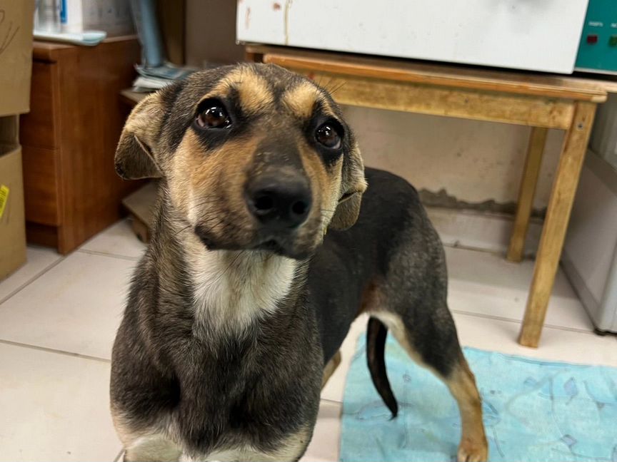 Клювокрыл без надежды на дом