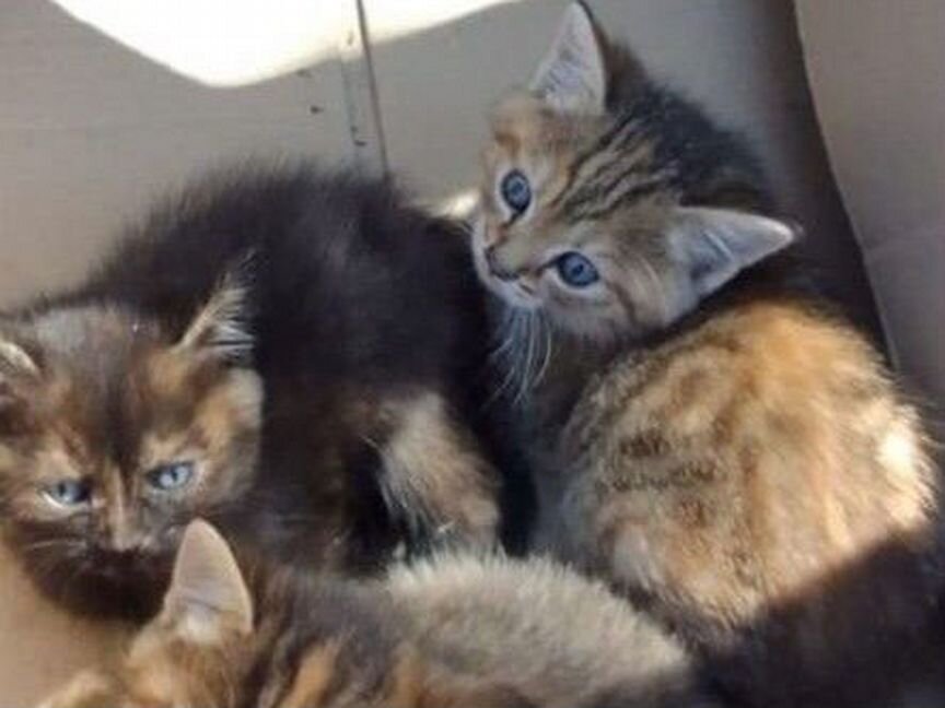 Отдам котят