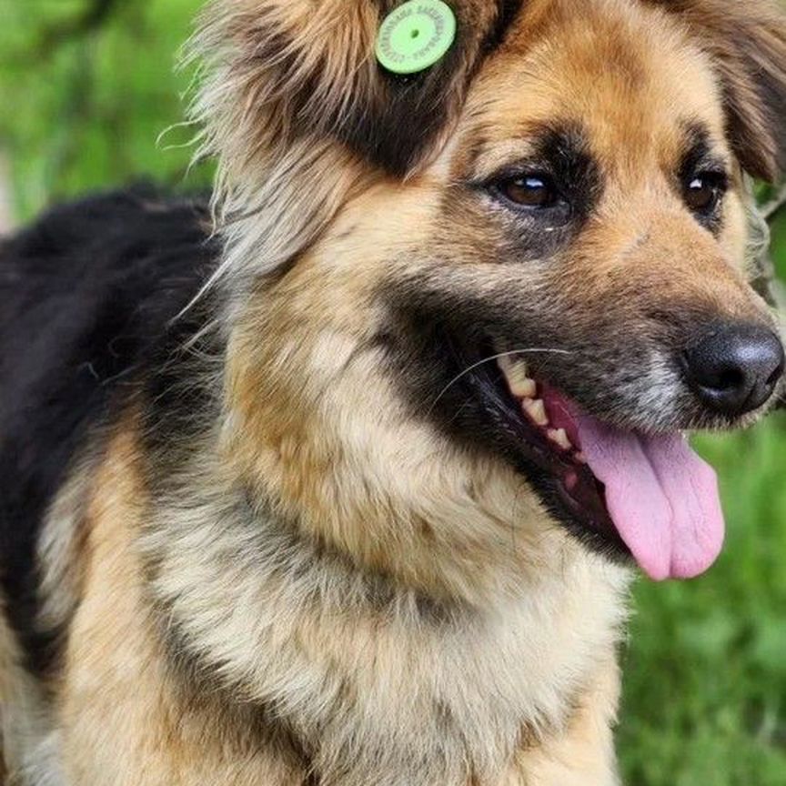 Прекрасная душой, невероятная по красоте Чиса