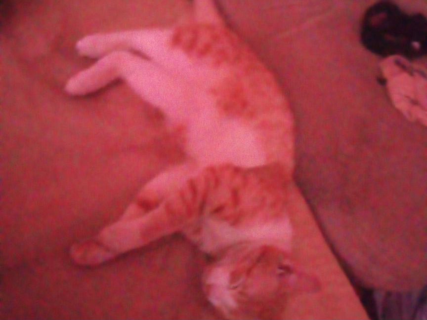 Кошка улично-домашняя