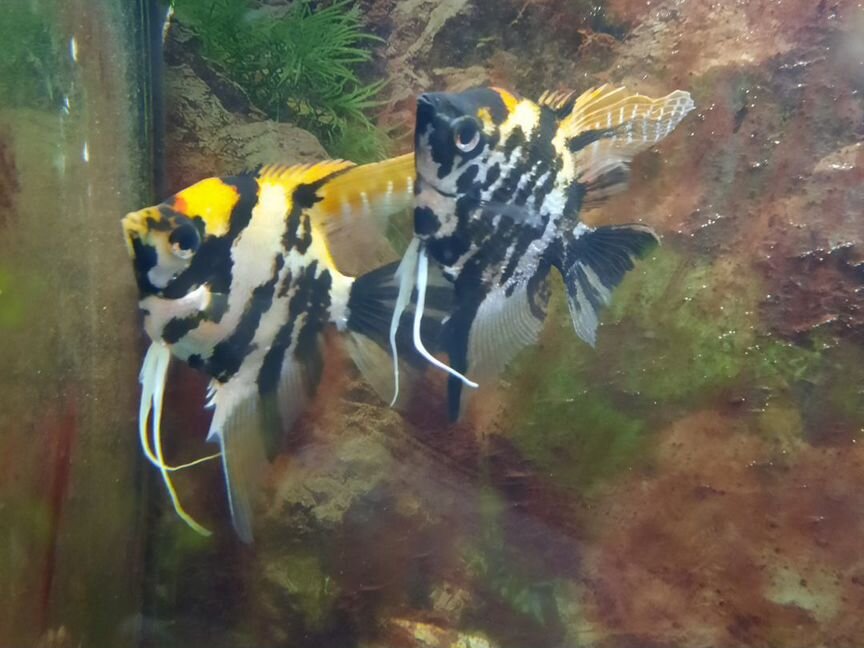 Аквариумные рыбки