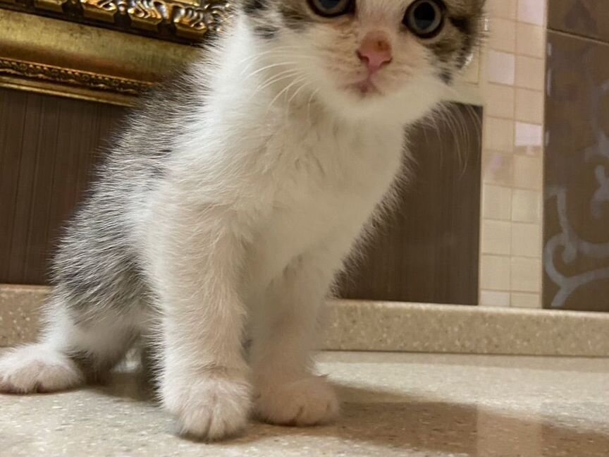 Полубританец