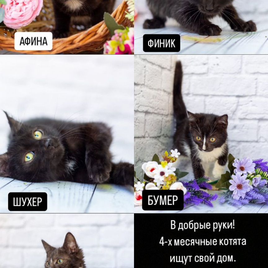 Котята