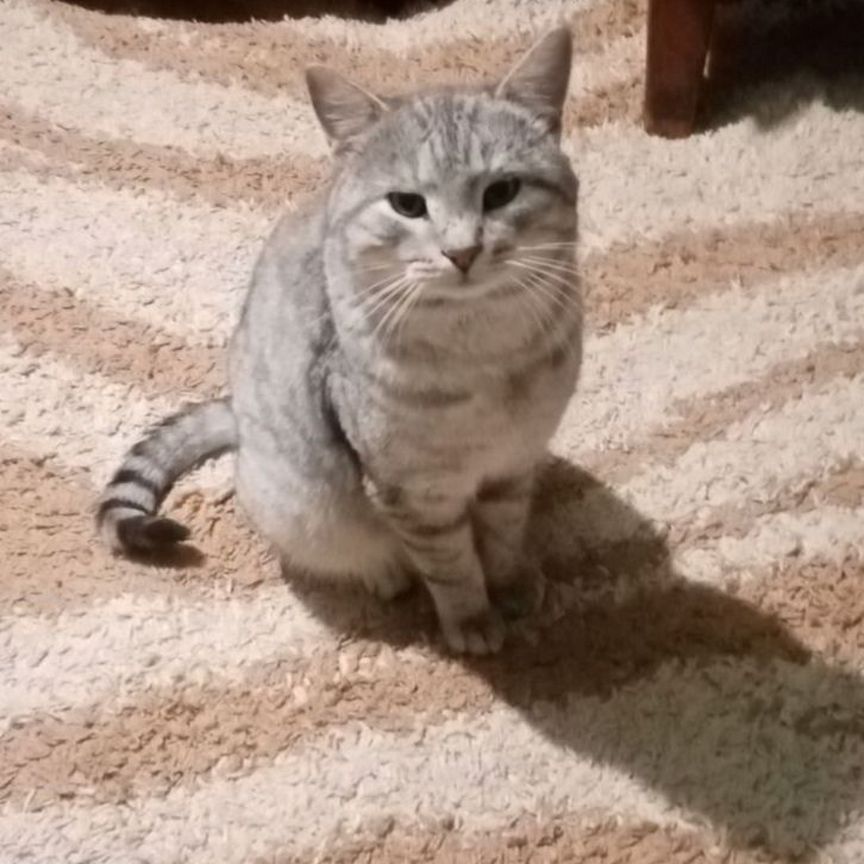 Кот в добрые руки