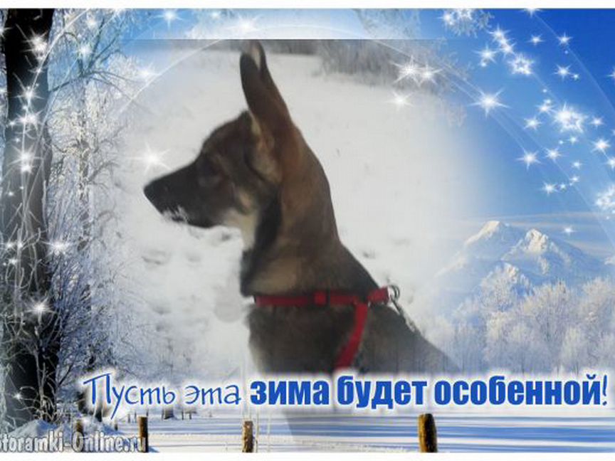 Щенок в добрые руки