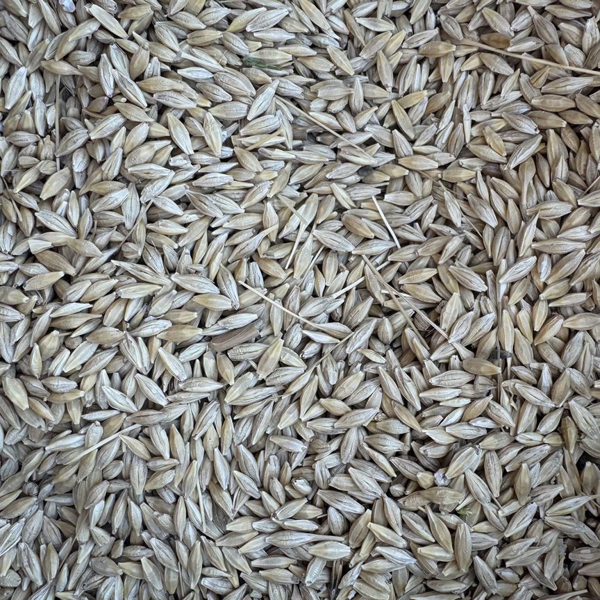 Ячмень яровой