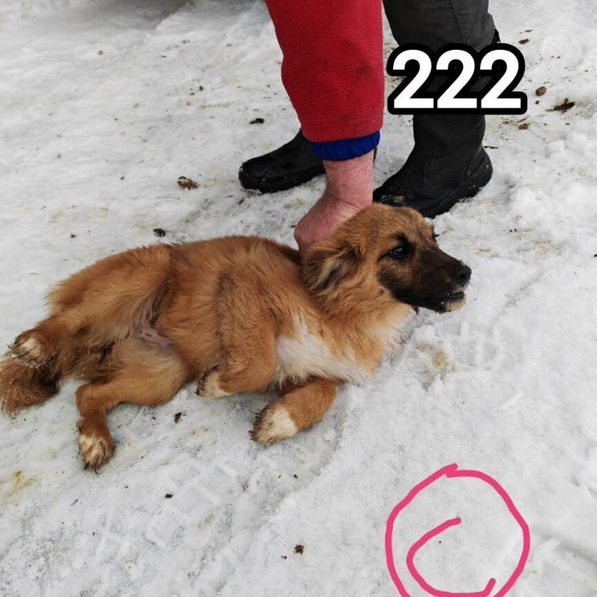 Взрослая собака в добрые руки