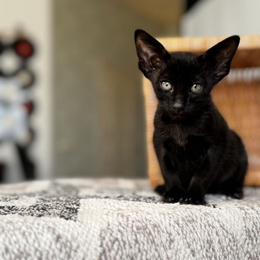 Ориентальный котенок черный