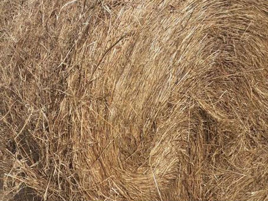 Продаю сено 2022