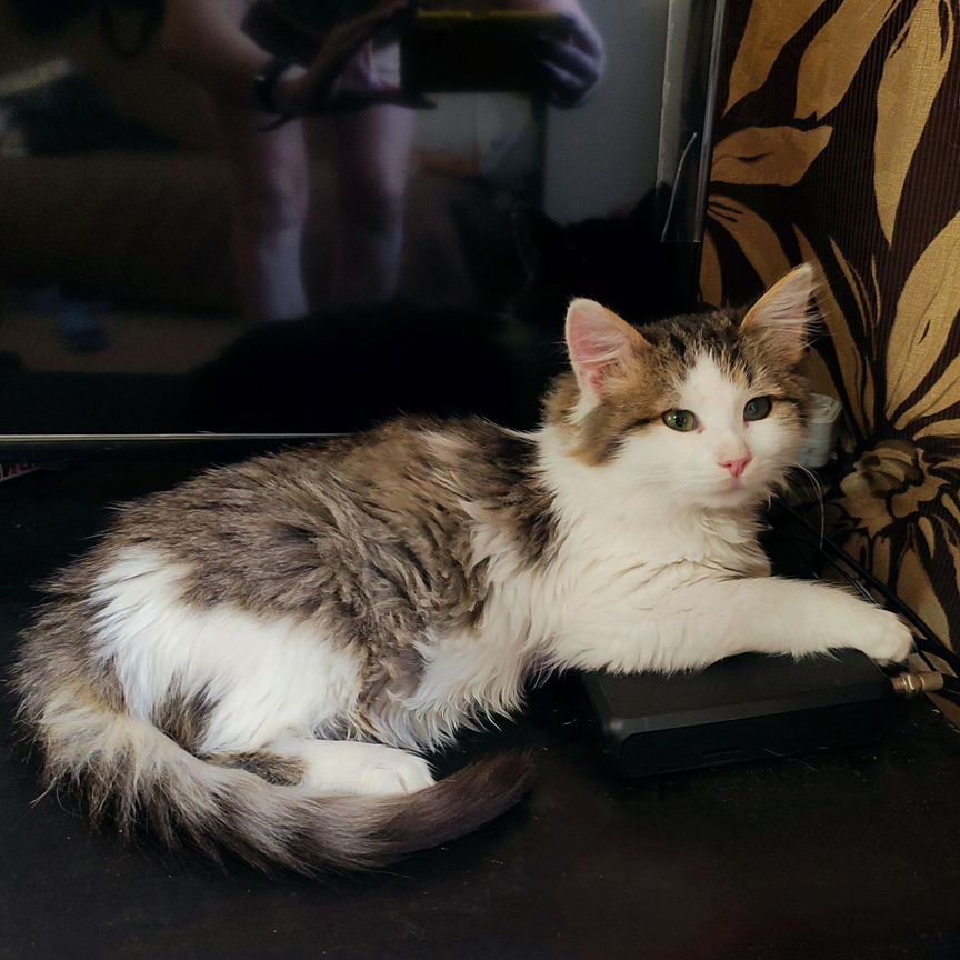 Котенок ищет дом