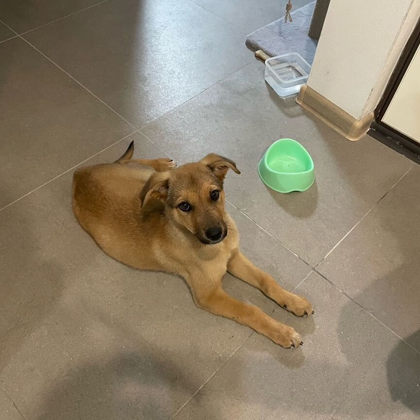 Собака в добрые руки щенок