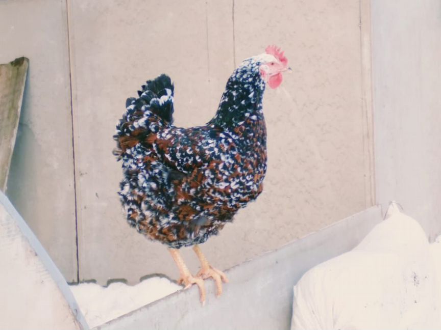 Ливенские ситцевые