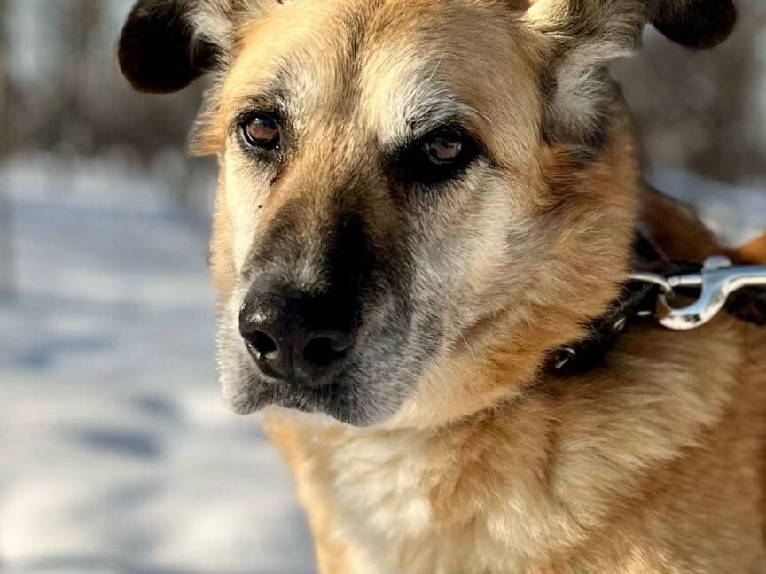 Мудрая собака Таша из приюта ищет дом