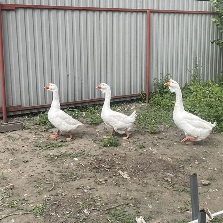 Холмогорские гуси