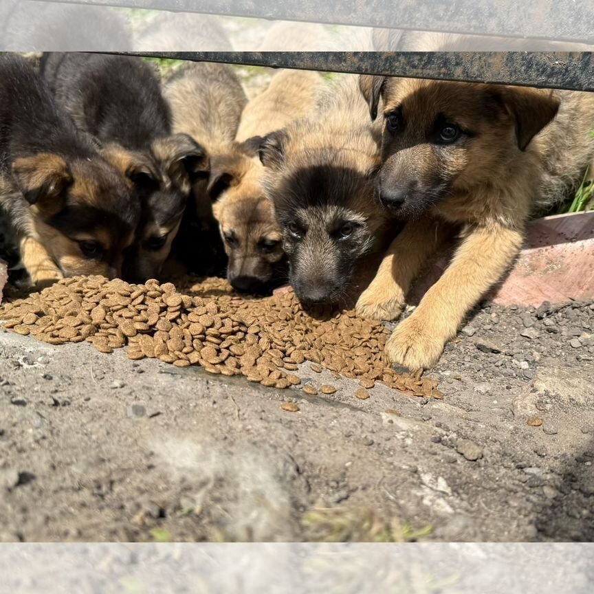 Собаки бесплатно в добрые руки
