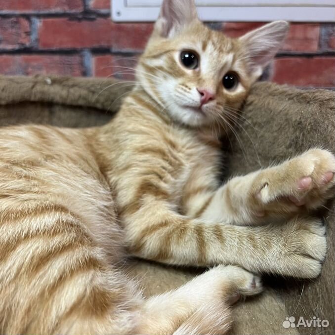 Котенок мальчик Левушка 3 мес