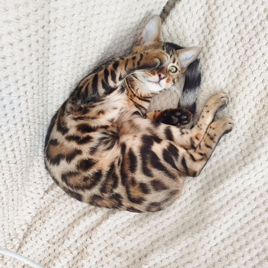 Бенгальская кошка Вейси