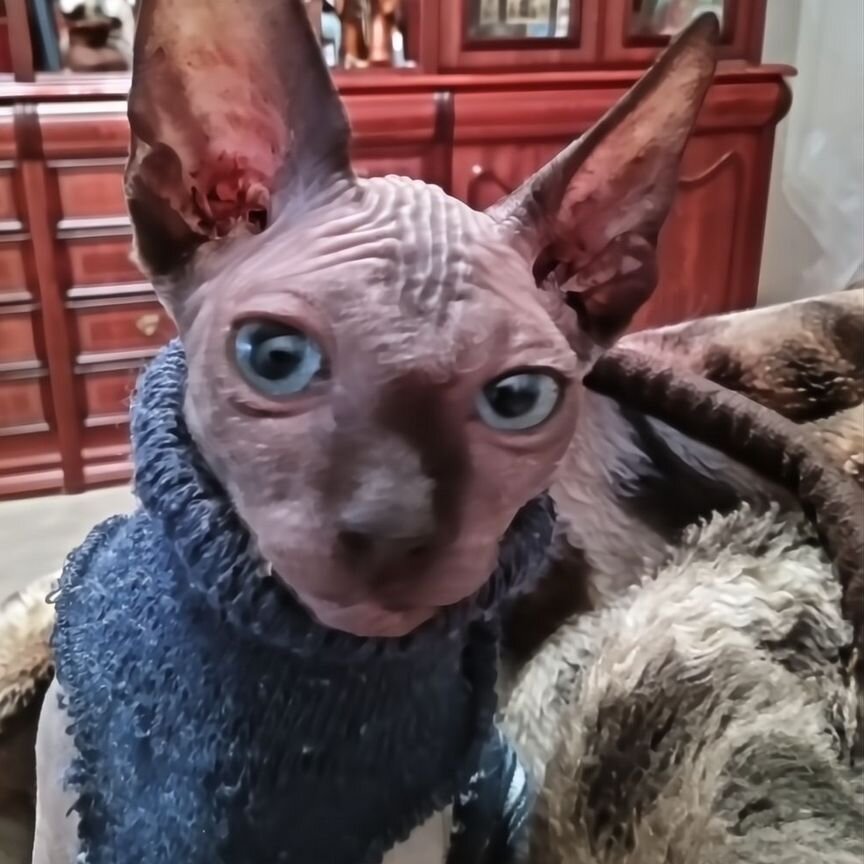 Канадский сфинкс котёнок