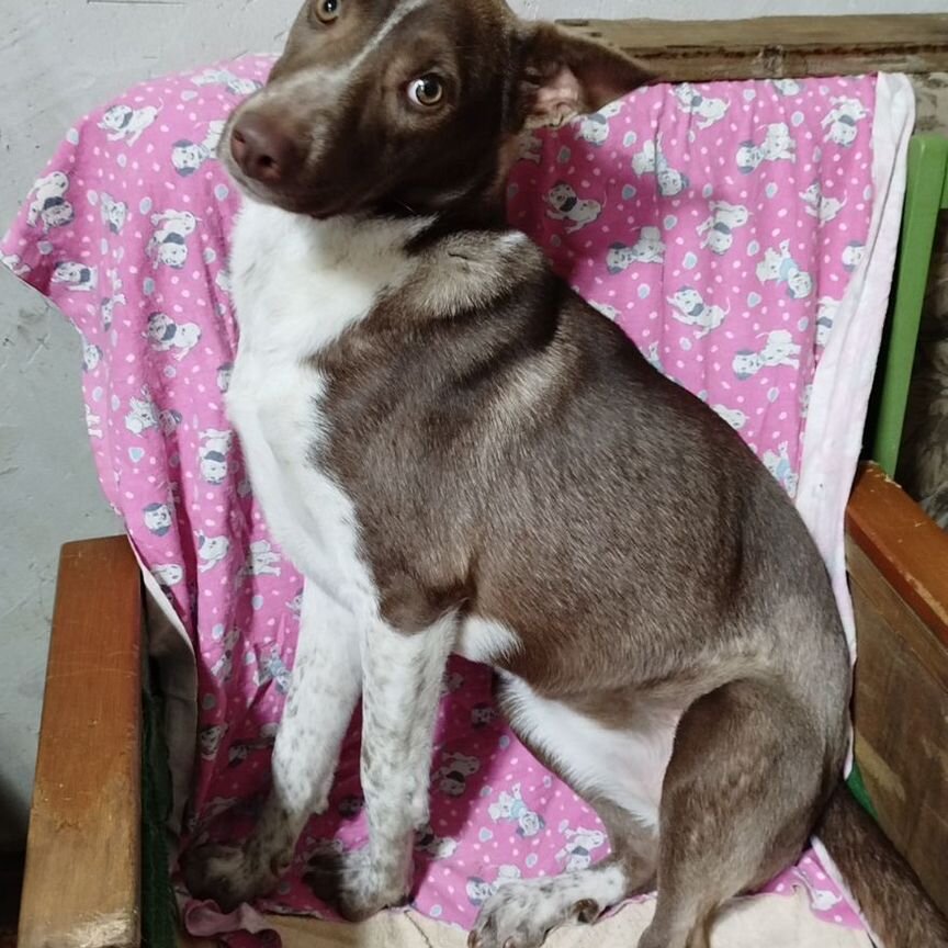 Собака в добрые руки