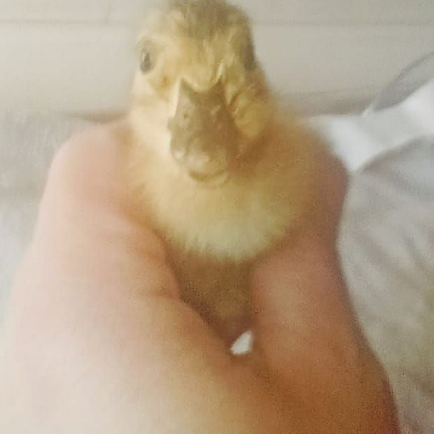 Индийский бегунок утята