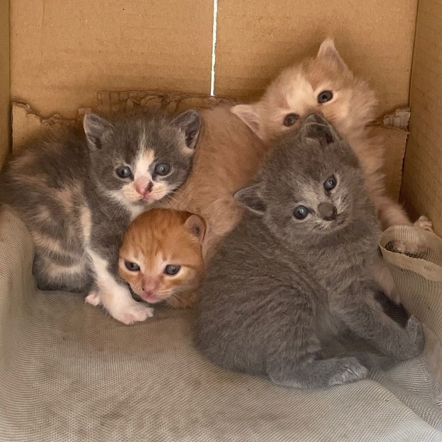 Котята в добрые руки