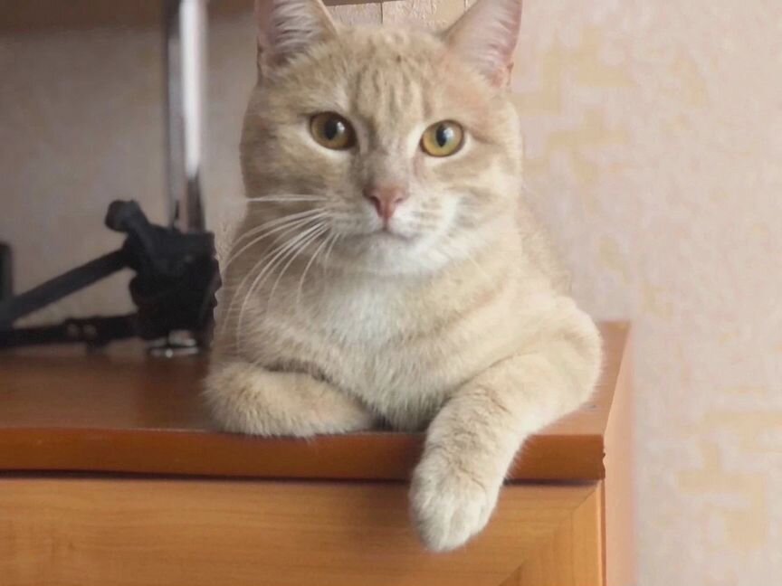 Молодой котик Персик