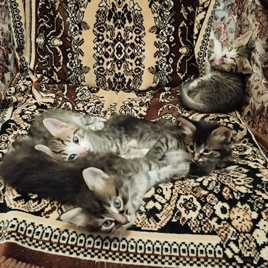 Котята в добрые руки 1 месяц нижний новгород