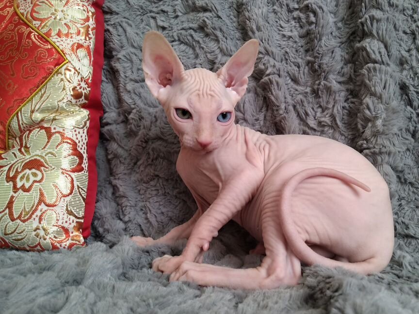 Канадский сфинкс котенок