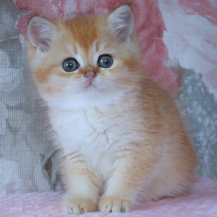 Британские котята (девочка)