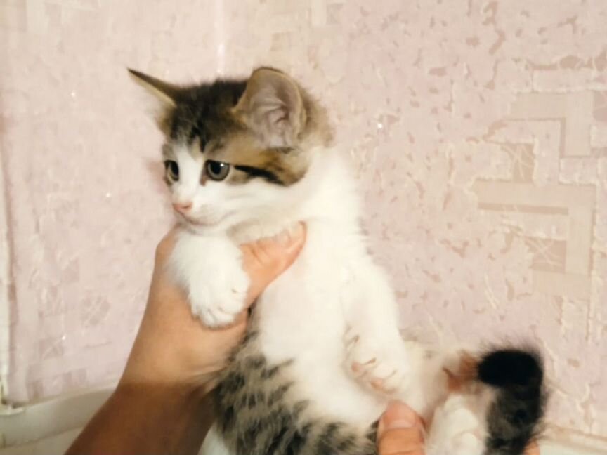 Разноцветные котейки