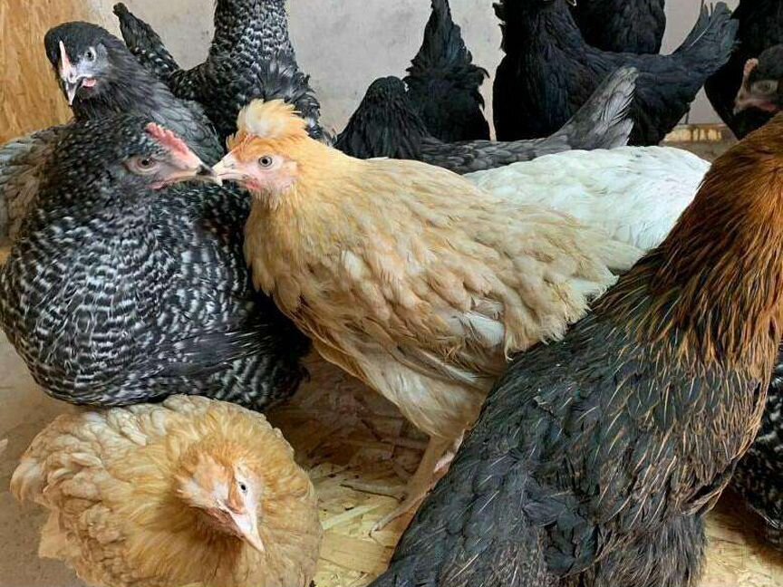 Куры молодки несушки