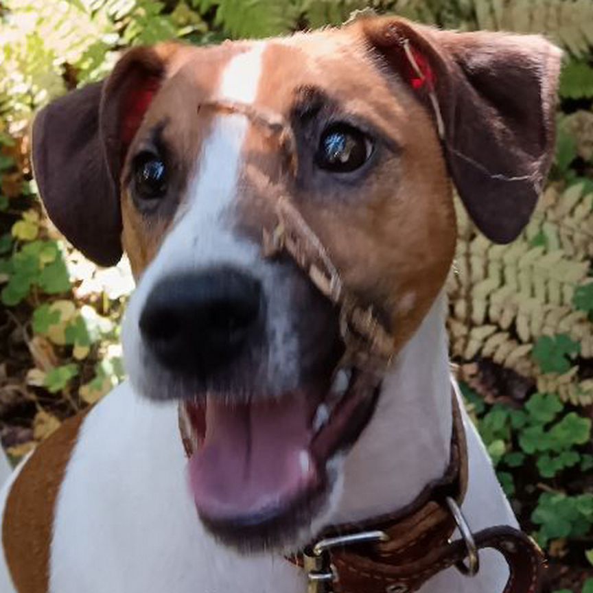 Джек-рассел-терьер, взрослая собака