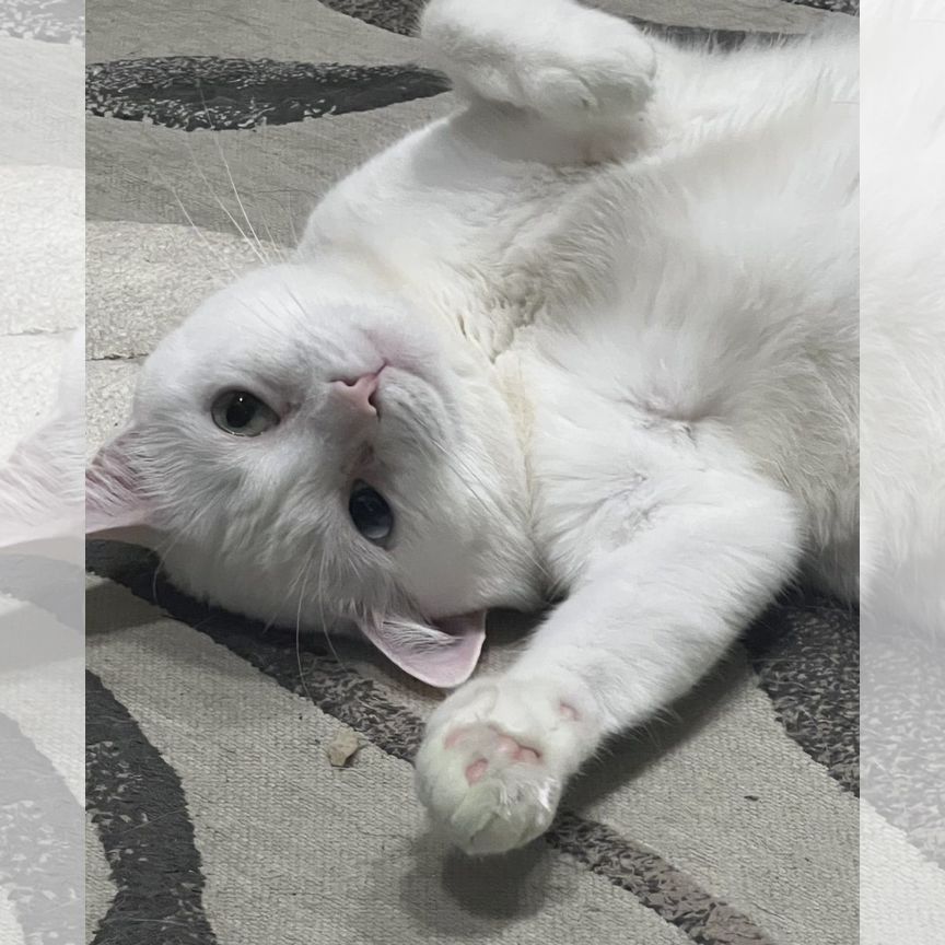 Као мани вязка