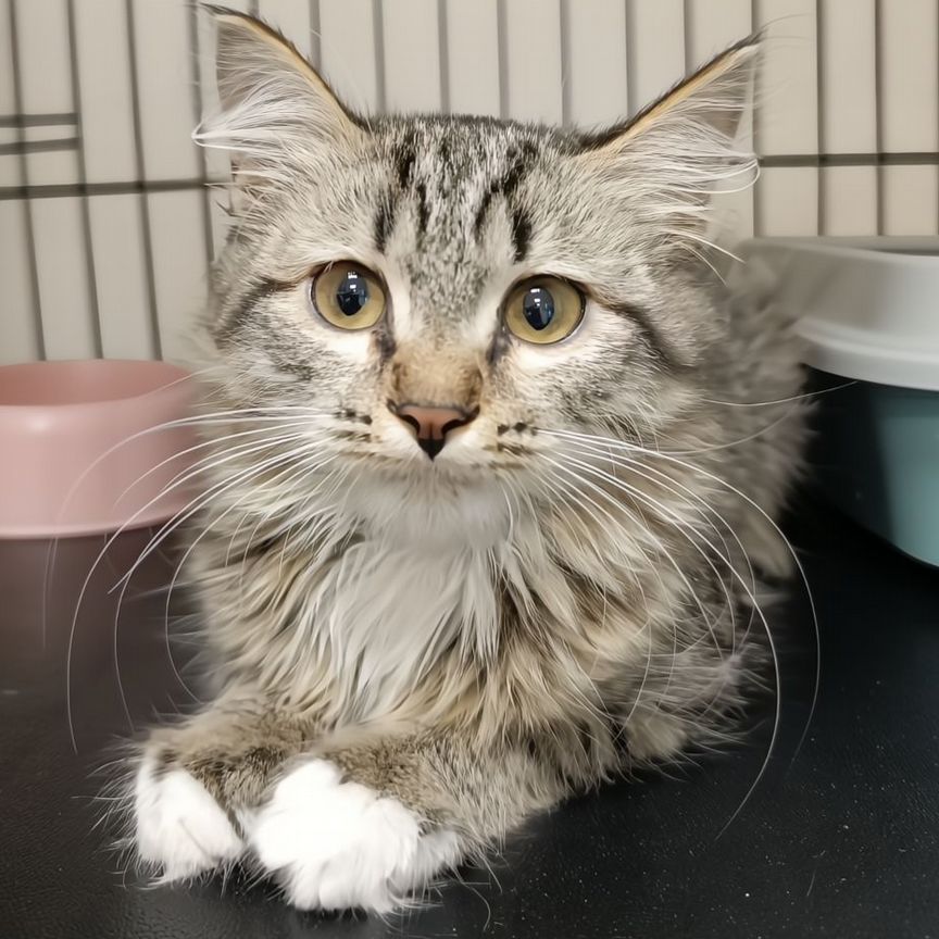 Котёнок в добрые руки