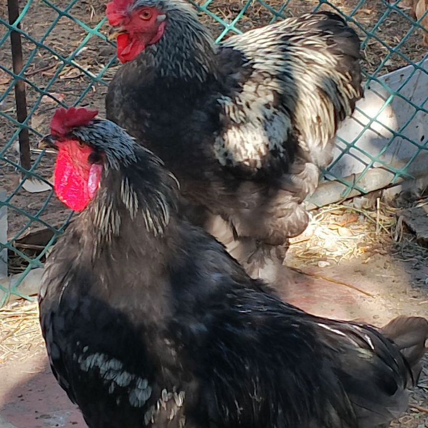 Молодые петушки