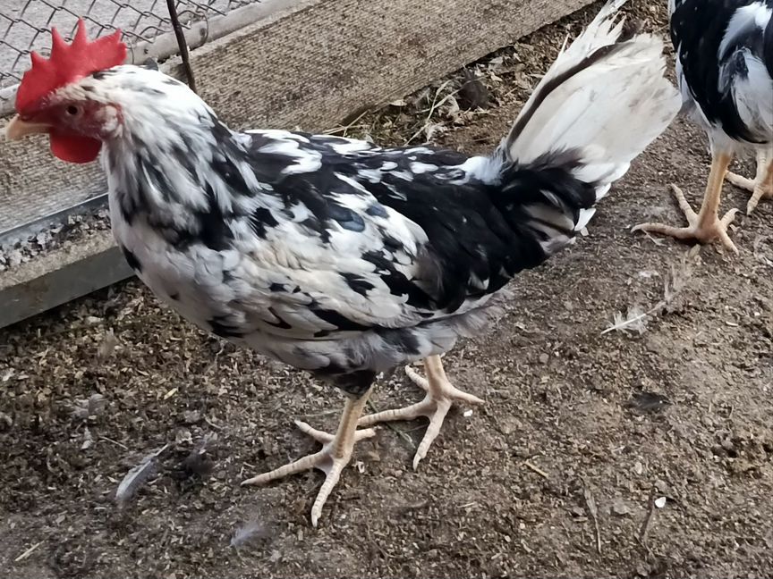 Молодые петухи