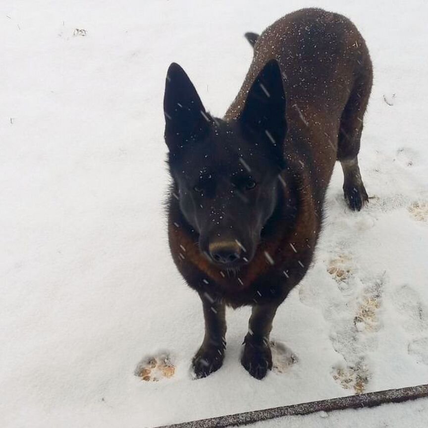Восточно европейская овчарка вео