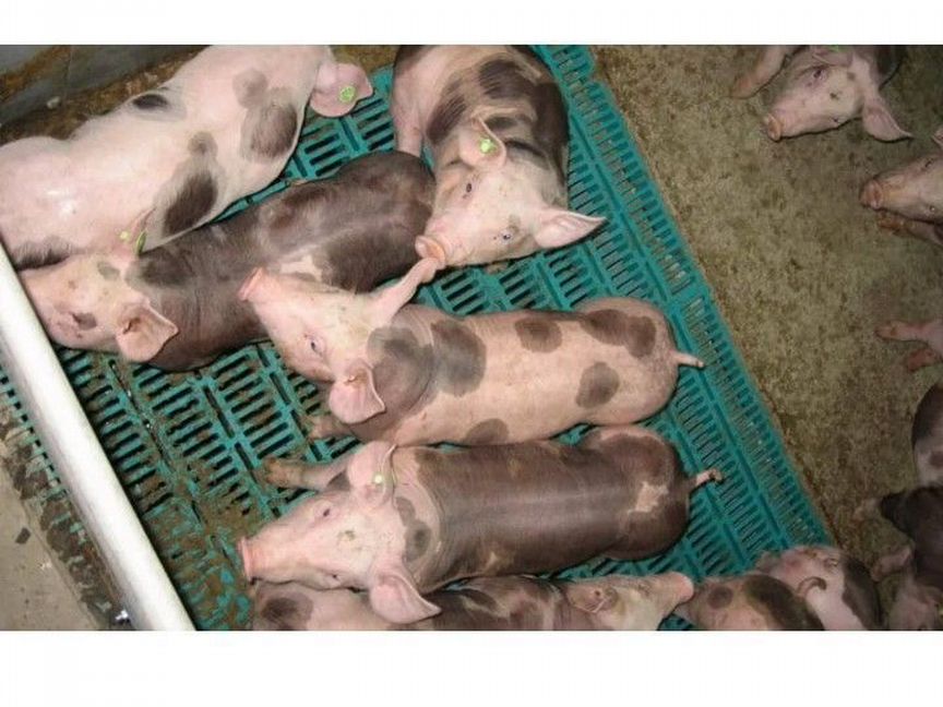 Продажа семя хряка