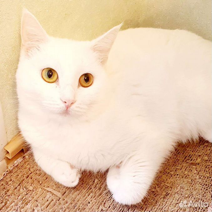 Чисто белая кошечка, 1 год